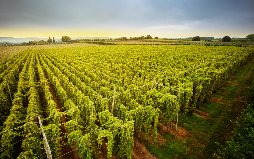 April 8, 2020 - Beer Today