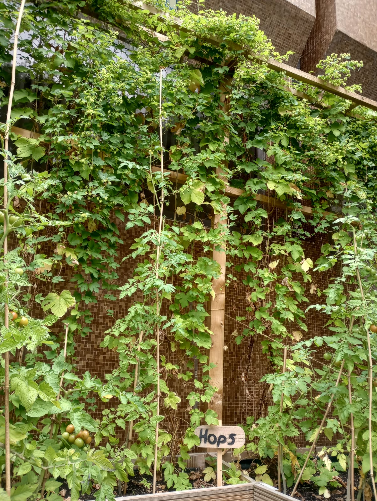 Birkenhead green hops go into Brimstage charity brew