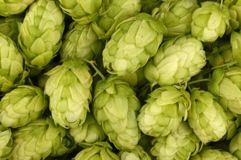 The UK hop industry takes on climate change challenges - Beer Today