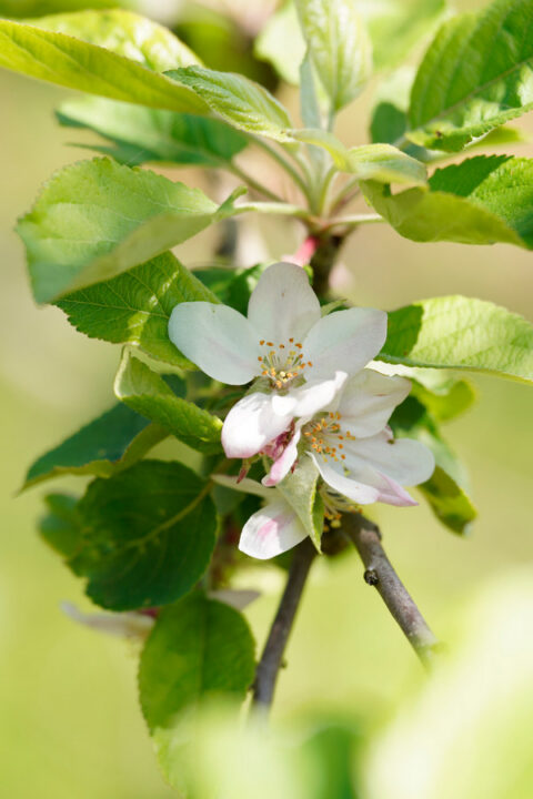 The success story that is British cider - Beer Today